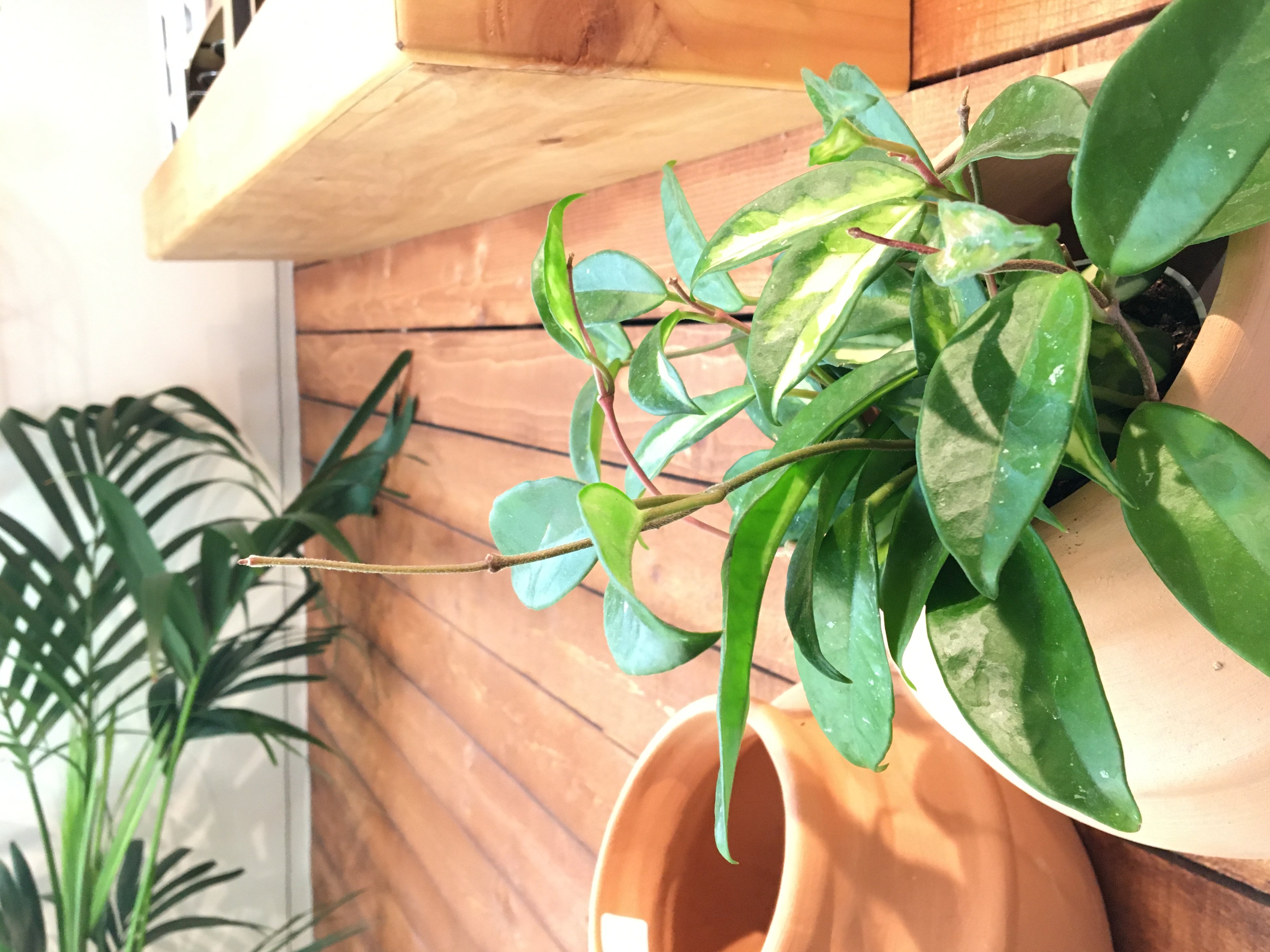 Potted Atwater Village